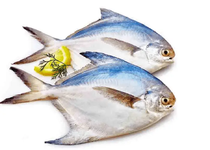 Bengali Pomfret Fish Guide: Benefits, Nutrition, and 4 Easy Recipes ...