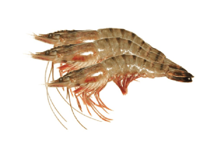 6 Bangladeshi Shrimp Recipes You’ll Love - The Wannabe Cook | Authentic ...