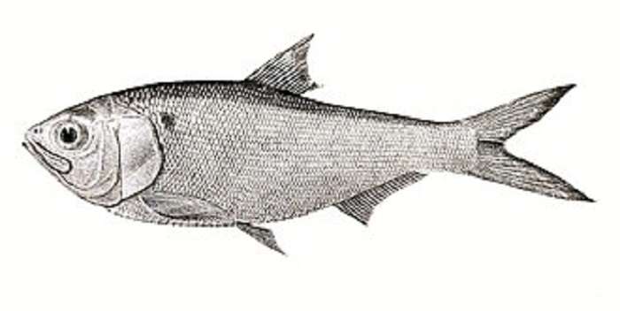 Chapila Fish: A Staple of Bengali Cuisine and Its Health Benefits - The ...