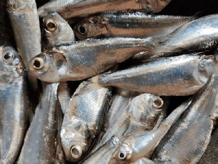 Chapila Fish: A Staple of Bengali Cuisine and Its Health Benefits - The ...